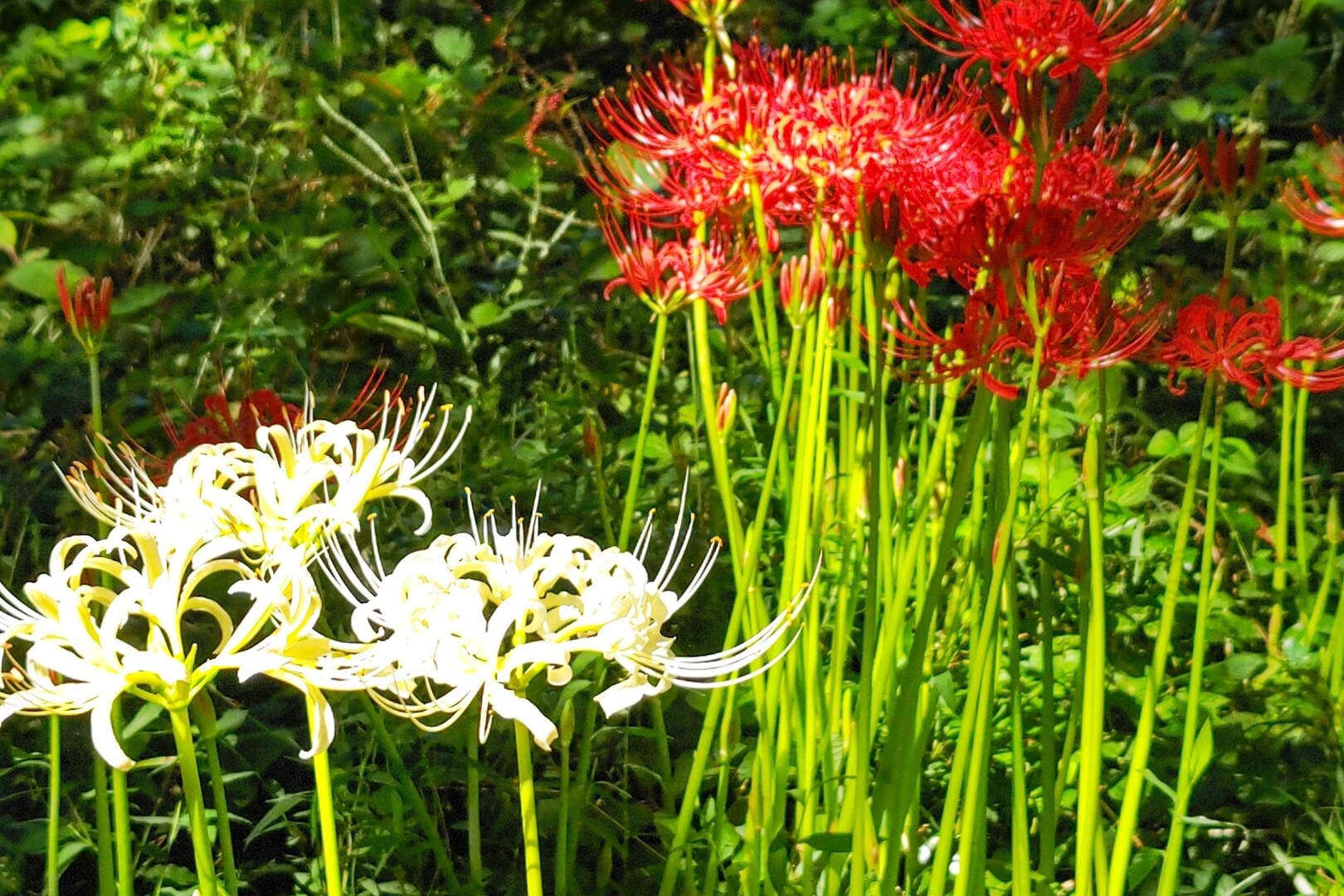 ヒガンバナが満開です‼️ 久しぶりのウォ... / kouchanさんのモーメント | YAMAP / ヤマップ