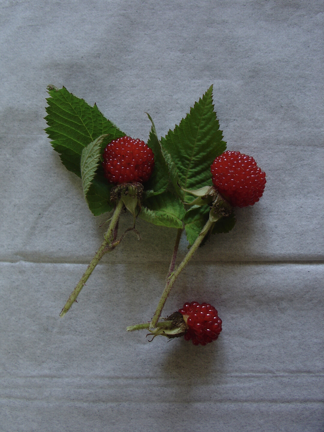 飛び石GW前半は田舎でのんびり。ここは田... / ボーノ・オーレさんのモーメント | YAMAP / ヤマップ