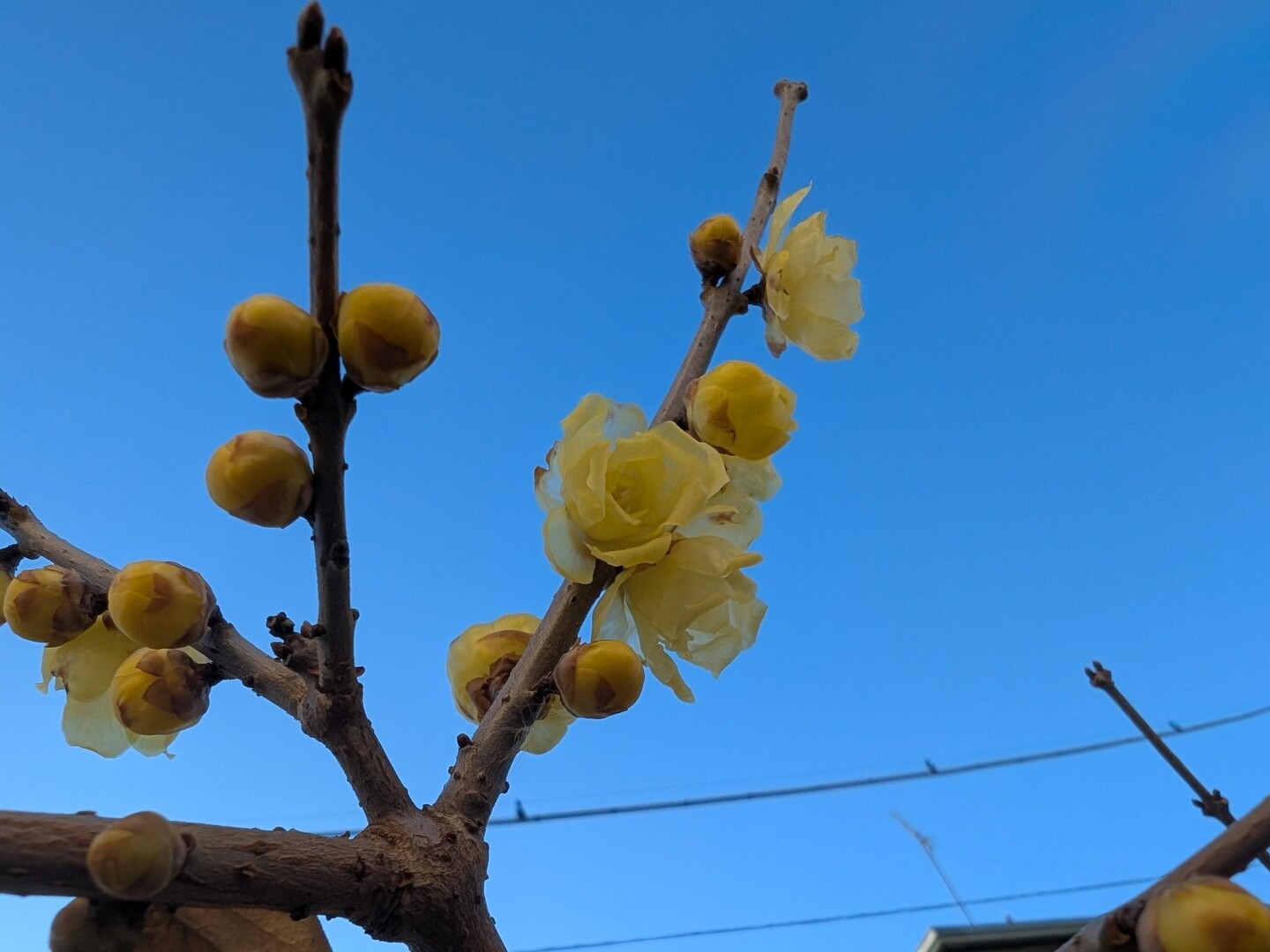 我が家の蝋梅も元気に咲き始めました🎵 ... / YOさんのモーメント | YAMAP / ヤマップ