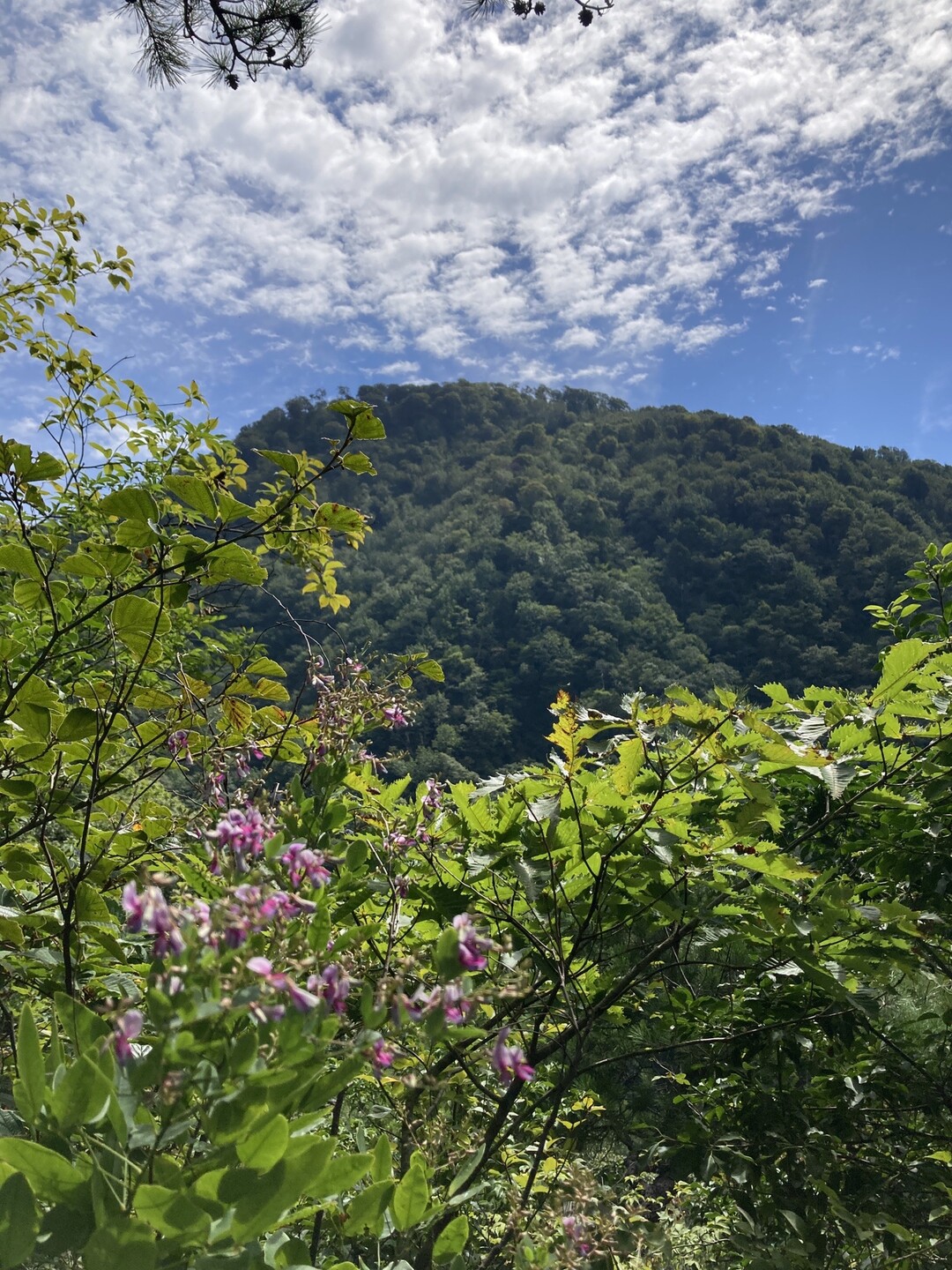 日野山（荒谷コース） / mi_chicoさんの日野山の活動データ | YAMAP / ヤマップ