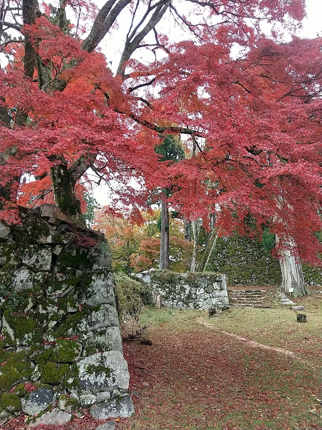 高取山 / srimatiさんの高取山の活動データ | YAMAP / ヤマップ