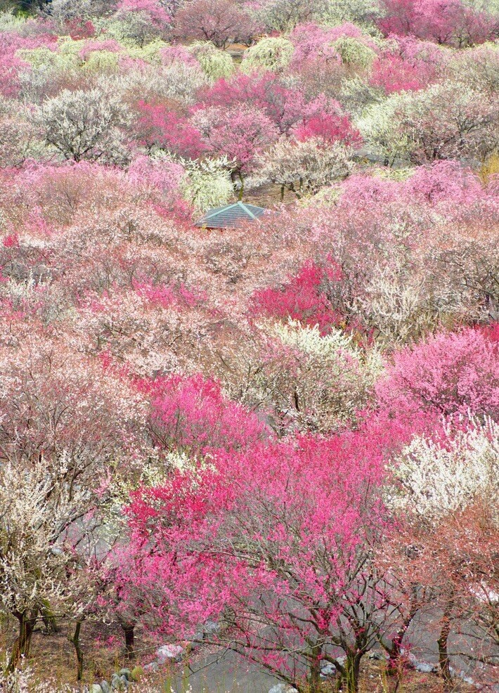 いなべ市農業公園 梅林 今年はコロナ感... / ゆうじさんのモーメント | YAMAP / ヤマップ