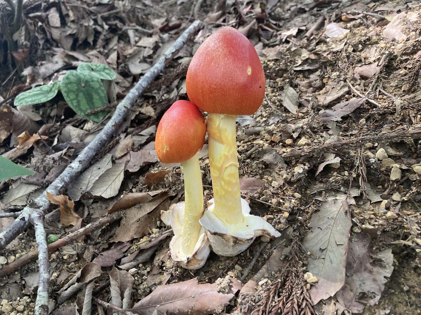 初沢山・八方台・こんぴら山 / Moppetさんの高尾山・陣馬山・景信山の活動データ | YAMAP / ヤマップ