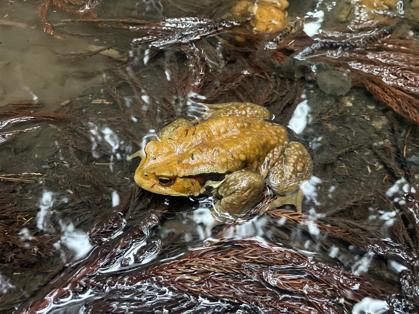 智頭alps T14から用瀬alps T3 尾根歩き / daidaiさんの用瀬アルプスの活動データ | YAMAP / ヤマップ