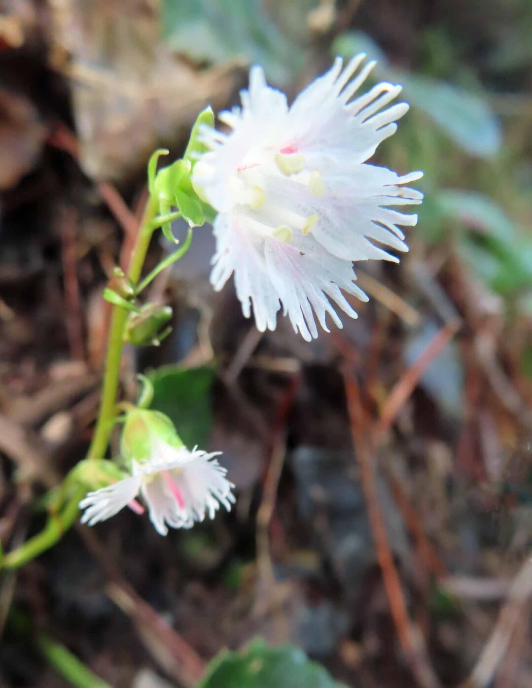 Mt.Noko 納古山 632.9m / ss5さんの納古山の活動データ | YAMAP / ヤマップ