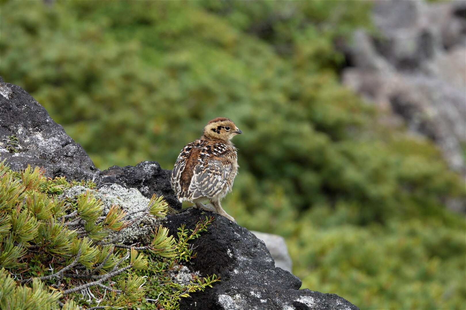 御嶽山（剣ヶ峰） 初2DAYS🔰五ノ池小屋泊 / あべみさんの御嶽山・継子岳・摩利支天山の活動データ | YAMAP / ヤマップ