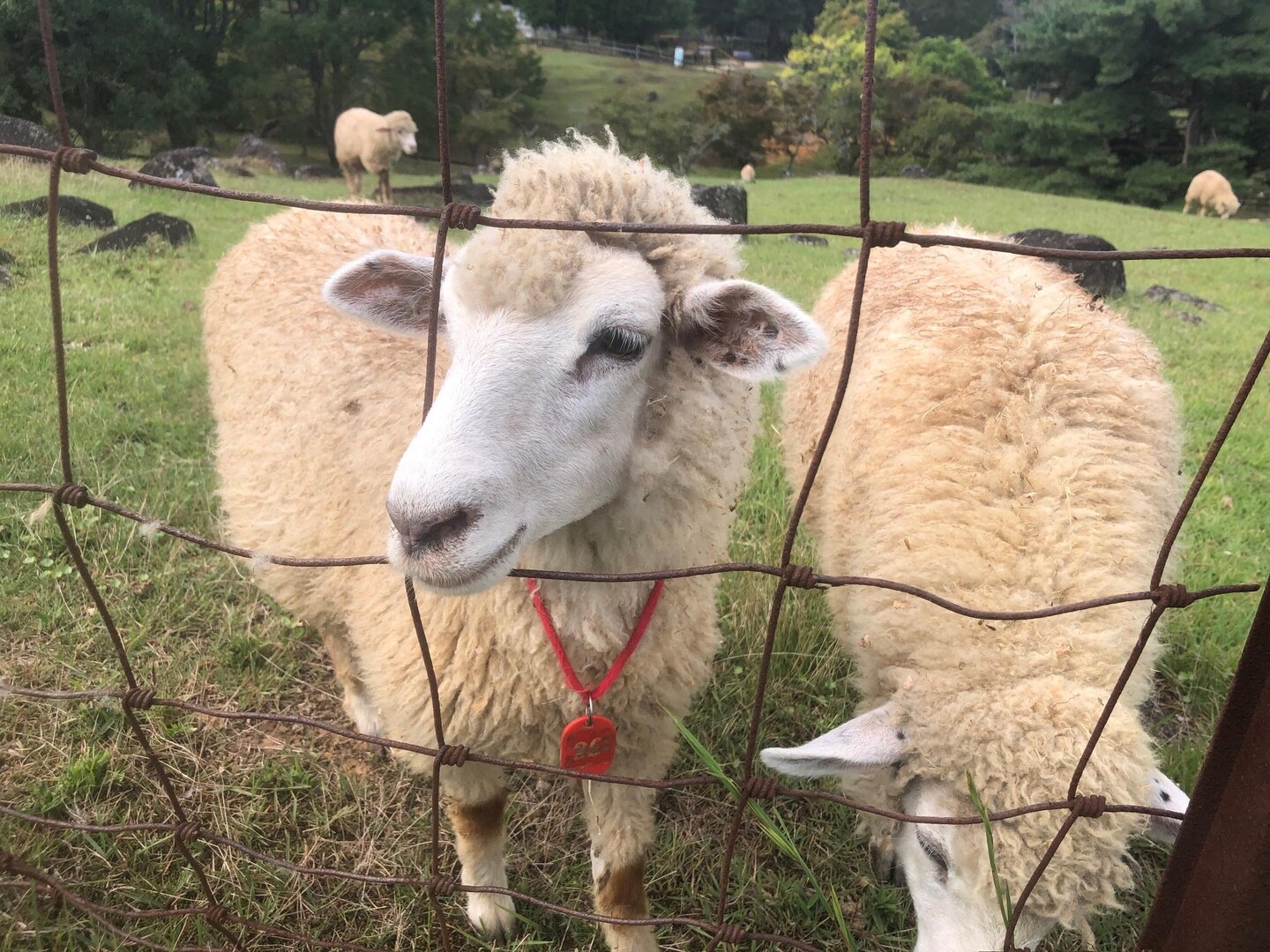 神野山 / HiHiAさんの神野山の活動日記 | YAMAP / ヤマップ