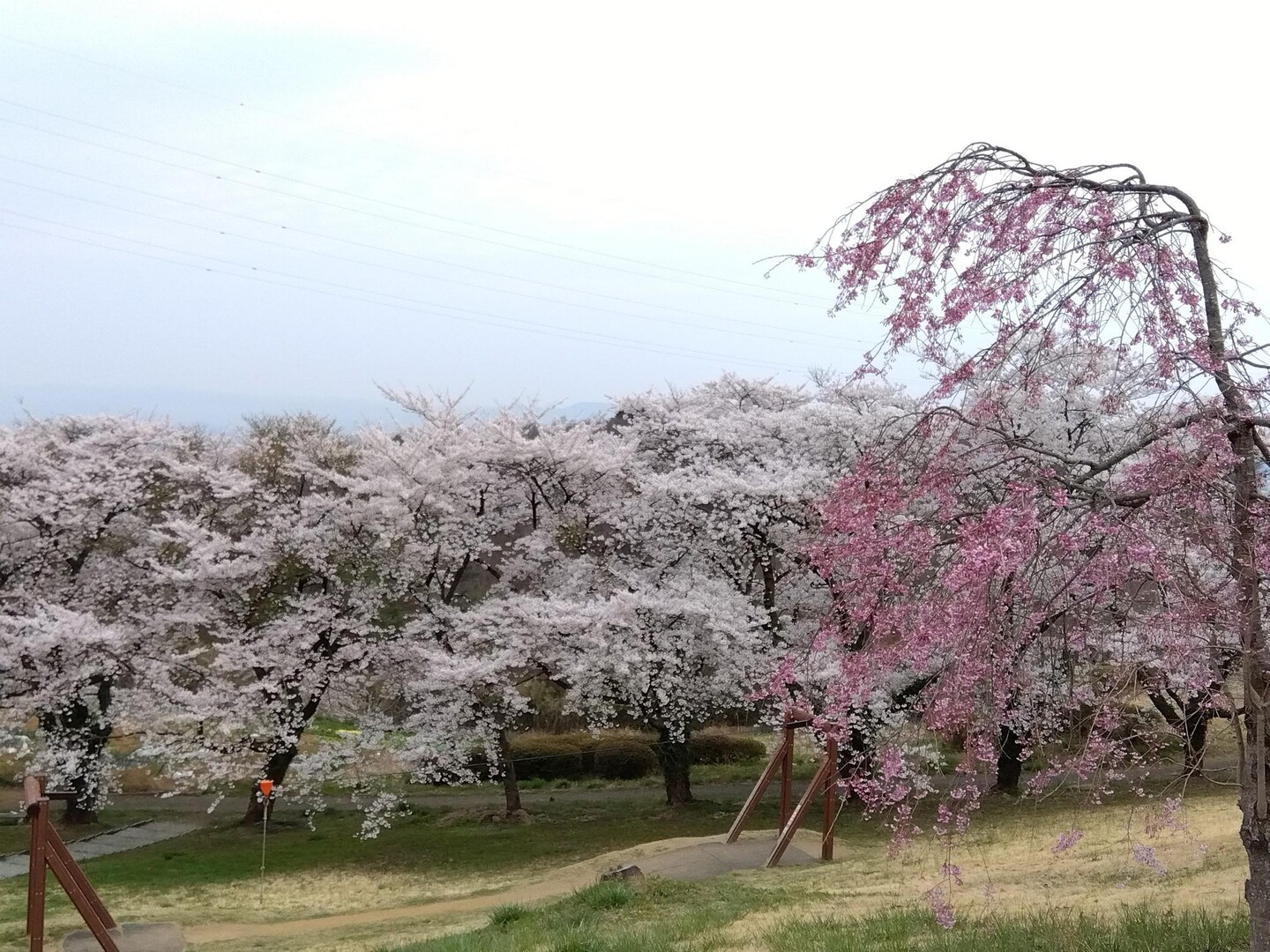 羽山・韮神山・上野山 / カモメのさんの羽山の活動データ | YAMAP / ヤマップ