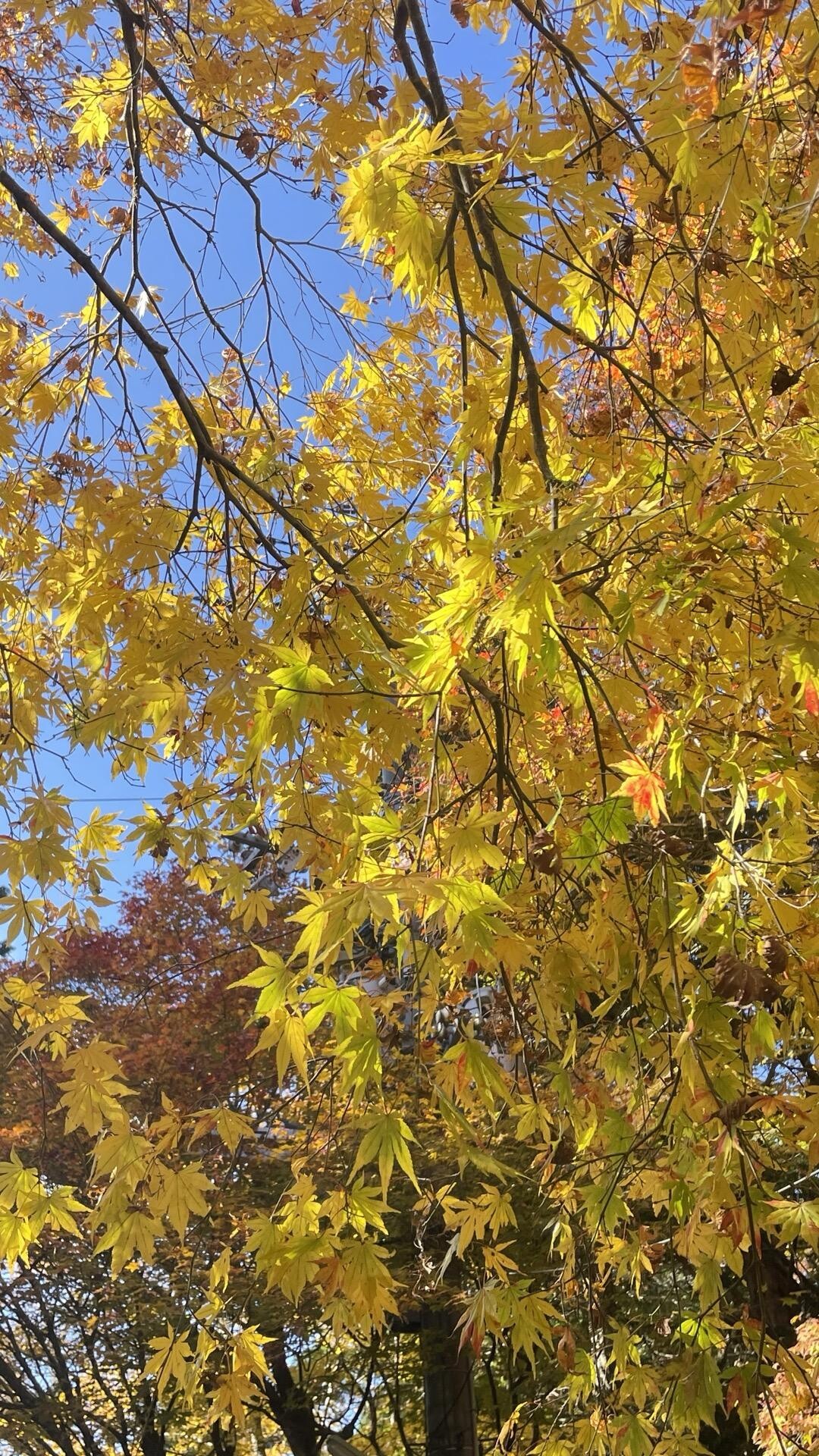 秋の癒し🍁金剛山41回目 / IKUKOさんの金剛山・二上山・大和葛城山の活動日記 | YAMAP / ヤマップ