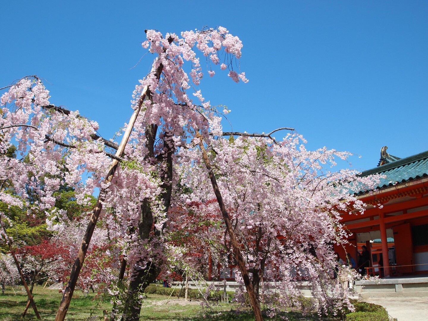 平安神宮🌸 https://yout... / miniさんのモーメント | YAMAP / ヤマップ