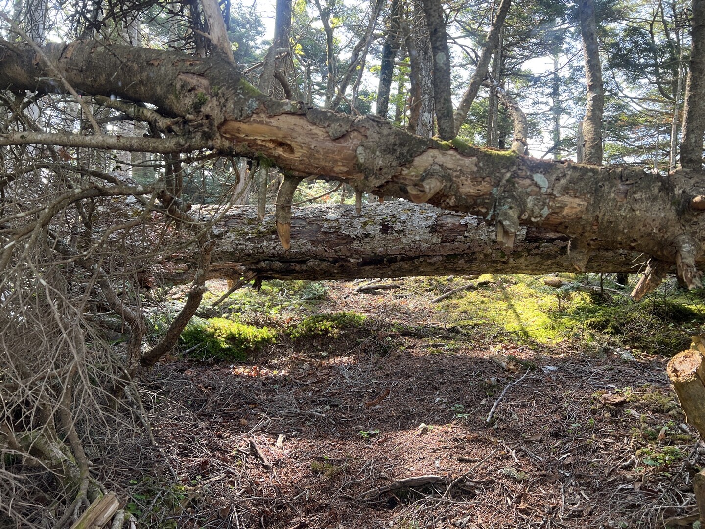 aryuaryuさんの投稿したフィールドメモ | YAMAP / ヤマップ