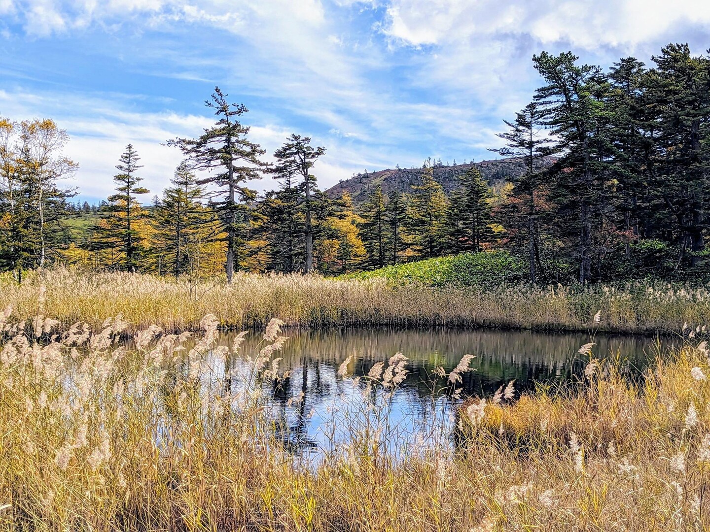 横手山と芳ヶ平湿地⭐草津白根山の周辺散策 / eryiさんの草津白根山・湯釜の活動データ | YAMAP / ヤマップ