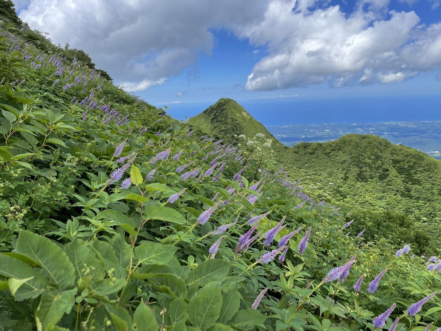 象ヶ鼻 / なべ(ワンゲルOB)さんの大山・甲ヶ山・野田ヶ山の活動データ | YAMAP / ヤマップ