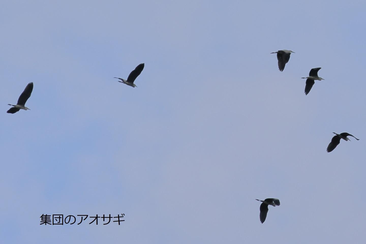 お家でバードウオッチング 鳥のさえずりが... / miippさんのモーメント | YAMAP / ヤマップ