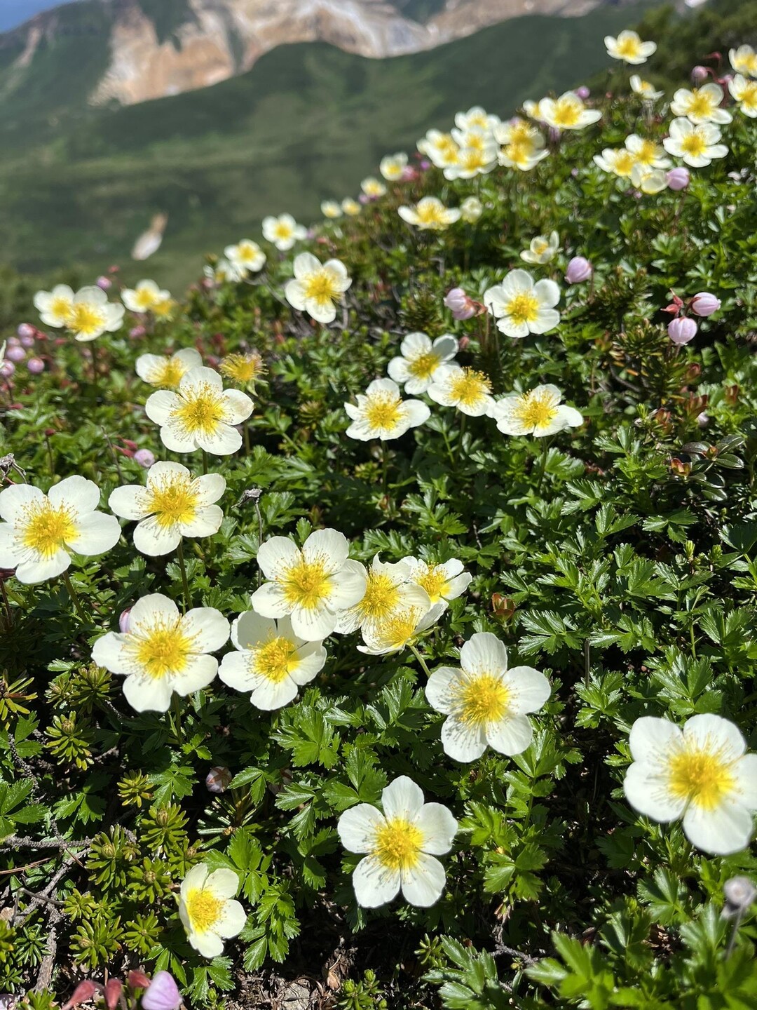 お花天国富良野岳からぐるっと / minotさんの十勝岳・富良野岳・美瑛岳の活動データ | YAMAP / ヤマップ