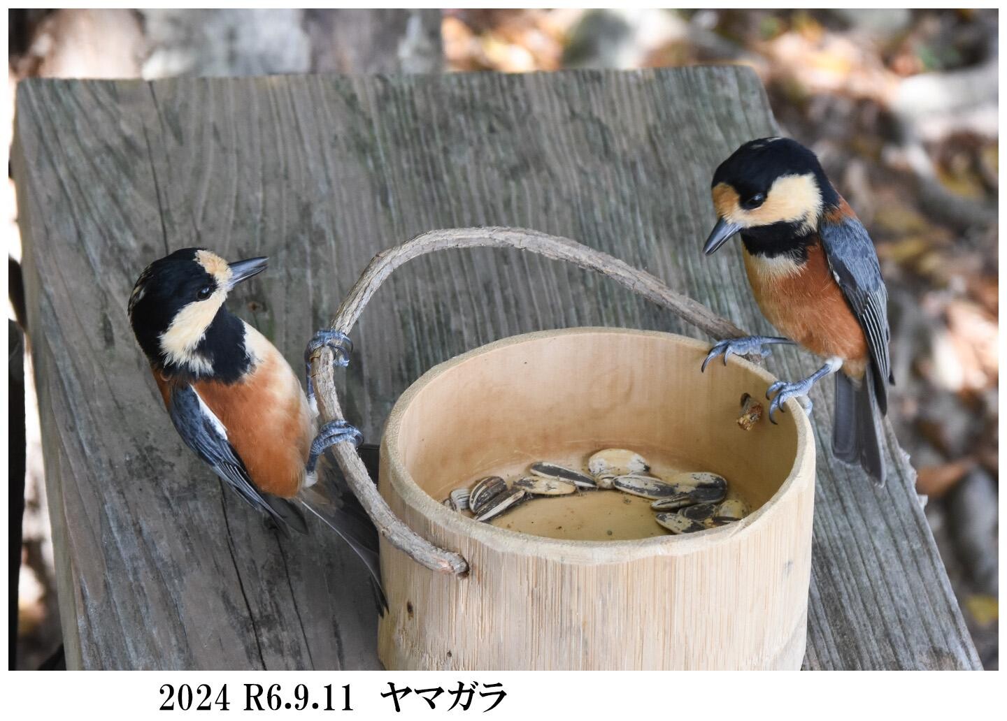 ヤマガラとベニトンボ 2024 R6.... / 袴腰のベニトンボさんのモーメント | YAMAP / ヤマップ