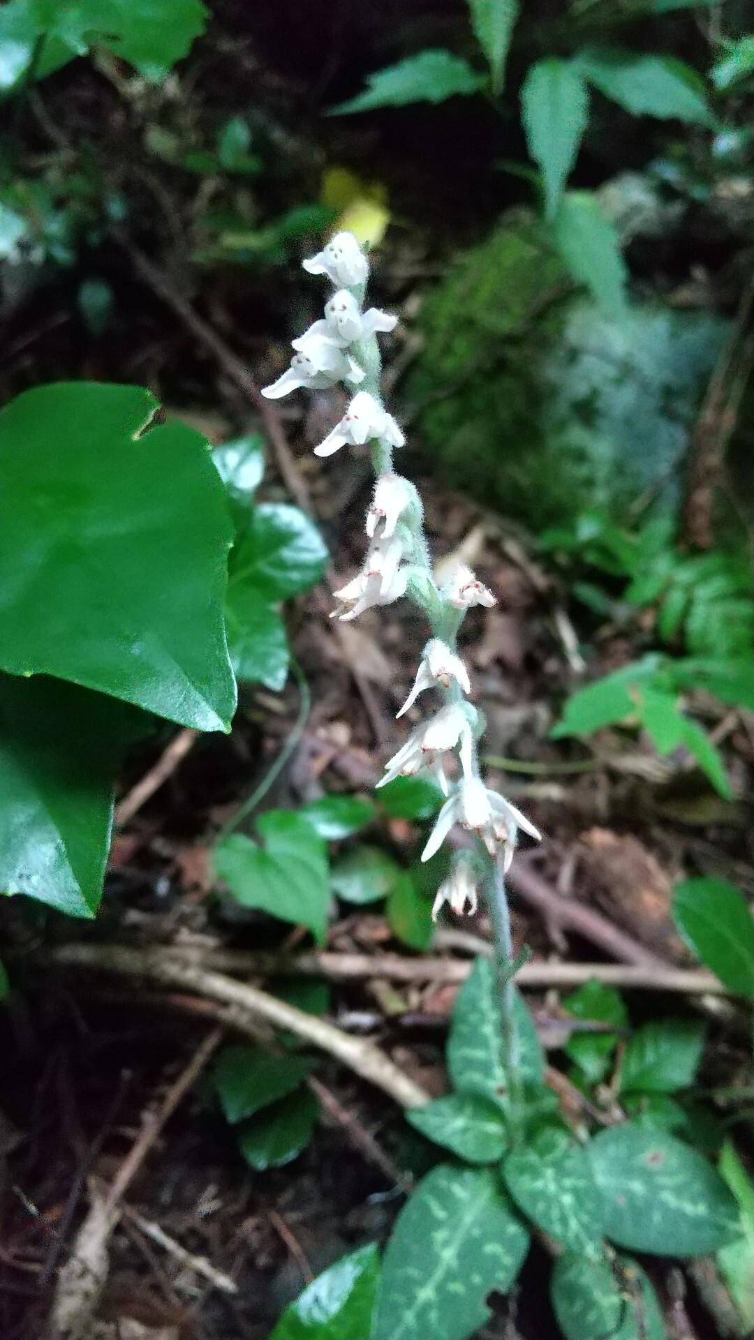 筑波山（女体山） / OSさんの筑波山の活動日記 | YAMAP / ヤマップ