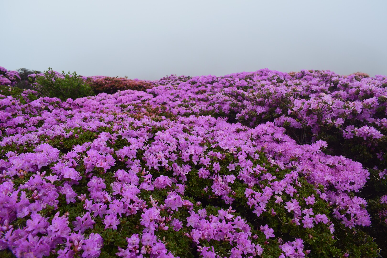 平治岳・北大船山・立中山 / nm25さんの九重山（久住山）・大船山・星生山の活動データ | YAMAP / ヤマップ