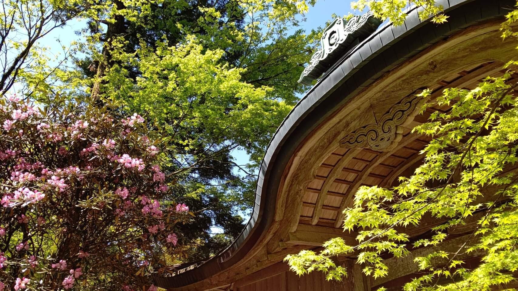 🎵 青空に石楠花溢れ夏近し 悟空220... / kyoyamaさんのモーメント | YAMAP / ヤマップ