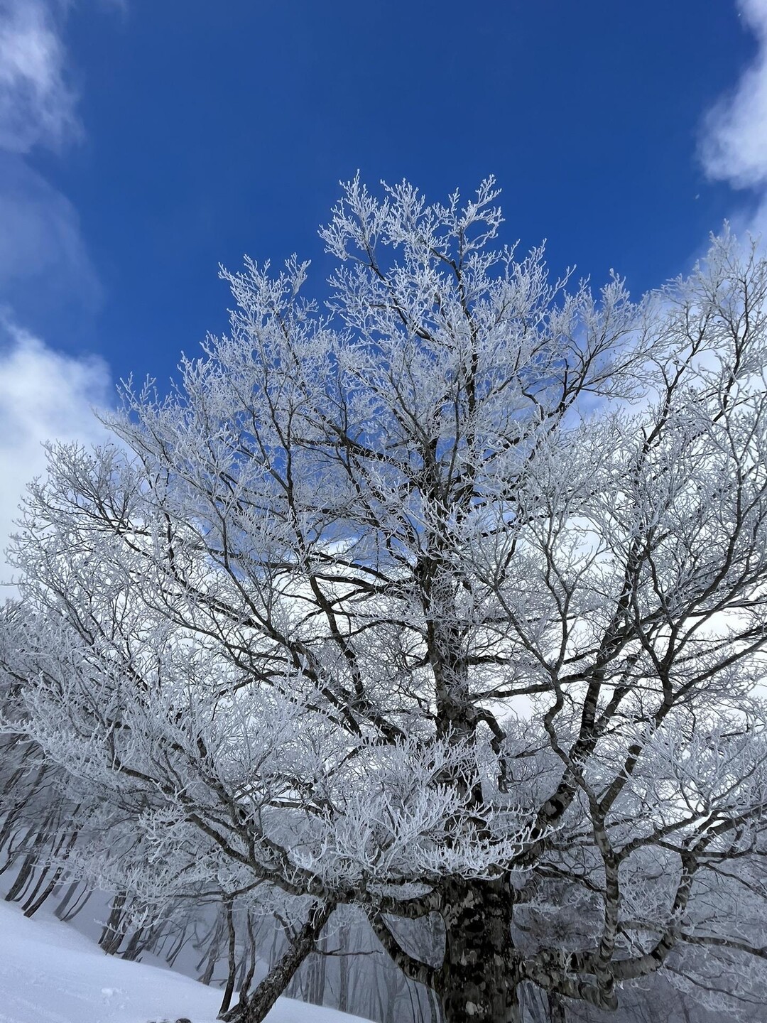 明神平・前山・明神岳 / Josephさんの桧塚奥峰・明神岳・薊岳の活動データ | YAMAP / ヤマップ