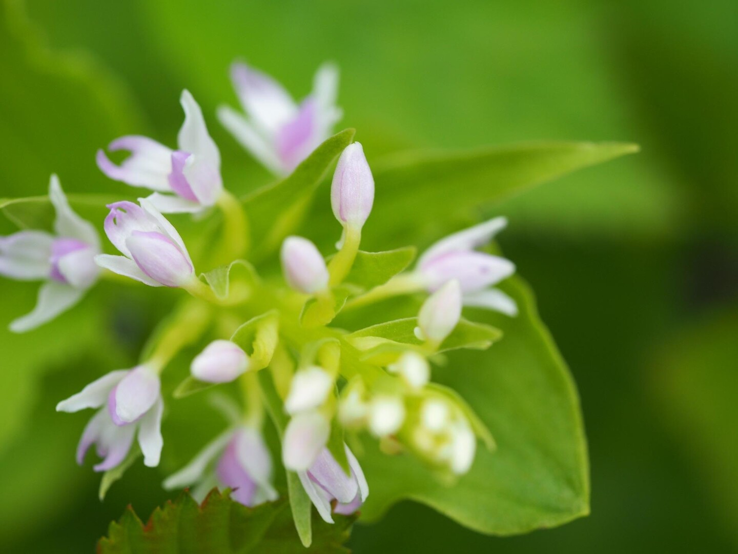 迷沢山もお花の山でした♪（整備登山⛰️） / rucolaさんの迷沢山の活動データ | YAMAP / ヤマップ