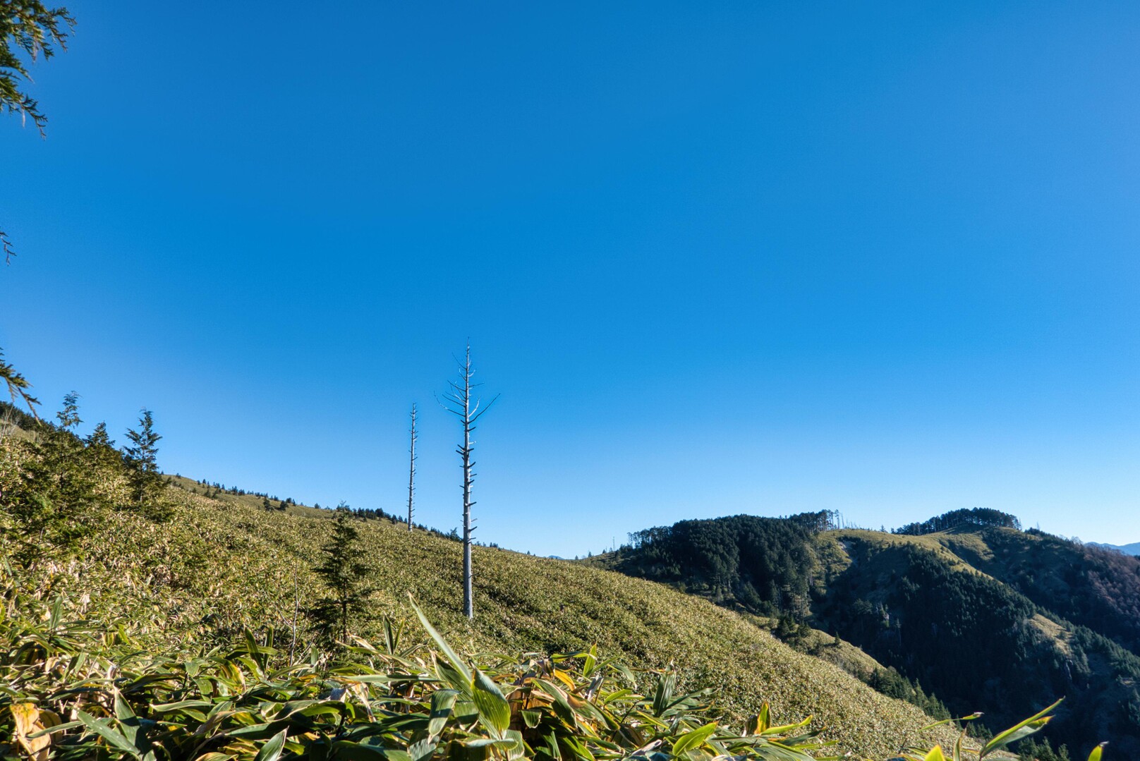 バテにバテたり（奥三界岳ピストン） / persさんの奥三界岳・夕森山の活動データ | YAMAP / ヤマップ