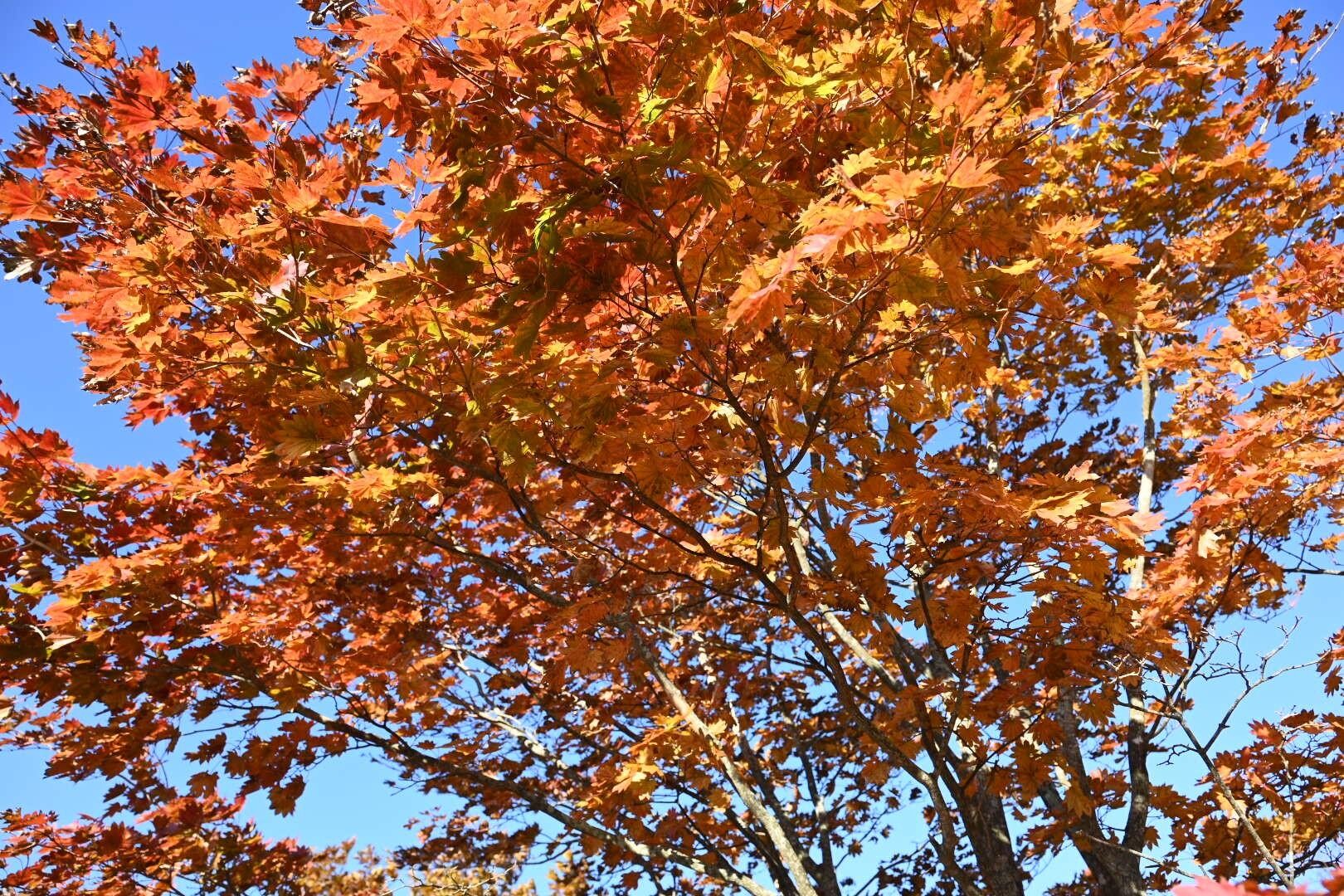 黒檜山・駒ヶ岳・篭山 / hikoさんの赤城山・黒檜山・荒山の活動データ | YAMAP / ヤマップ