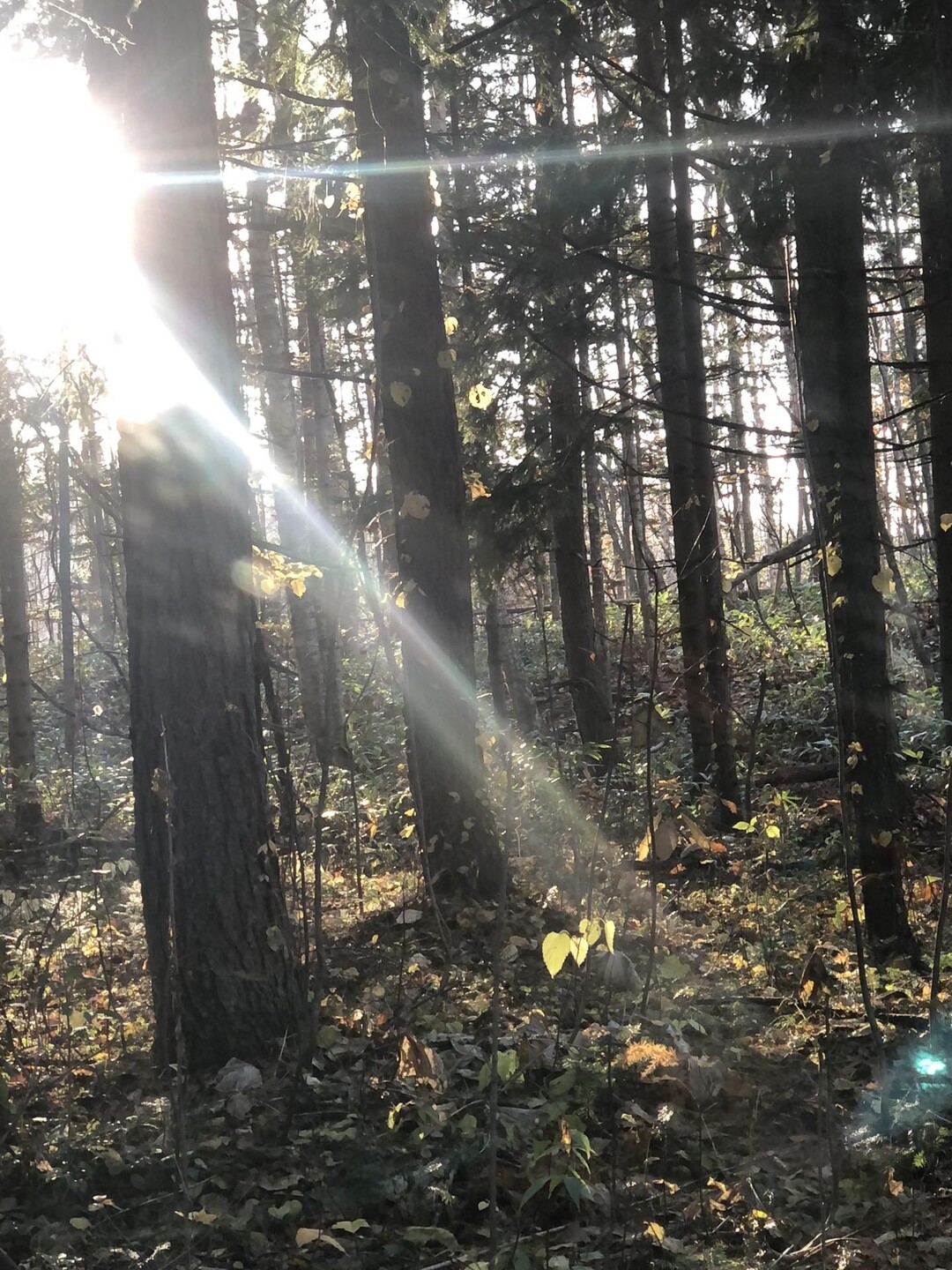 村上山・突哨山 / taikaと銀子さんの突哨山の活動データ | YAMAP / ヤマップ
