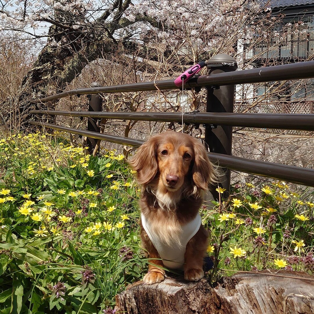 さくら🌸もち？ いえいえ、 さくらもん... / Pakkun🚶 & もんちむ🐒さんのモーメント | YAMAP / ヤマップ