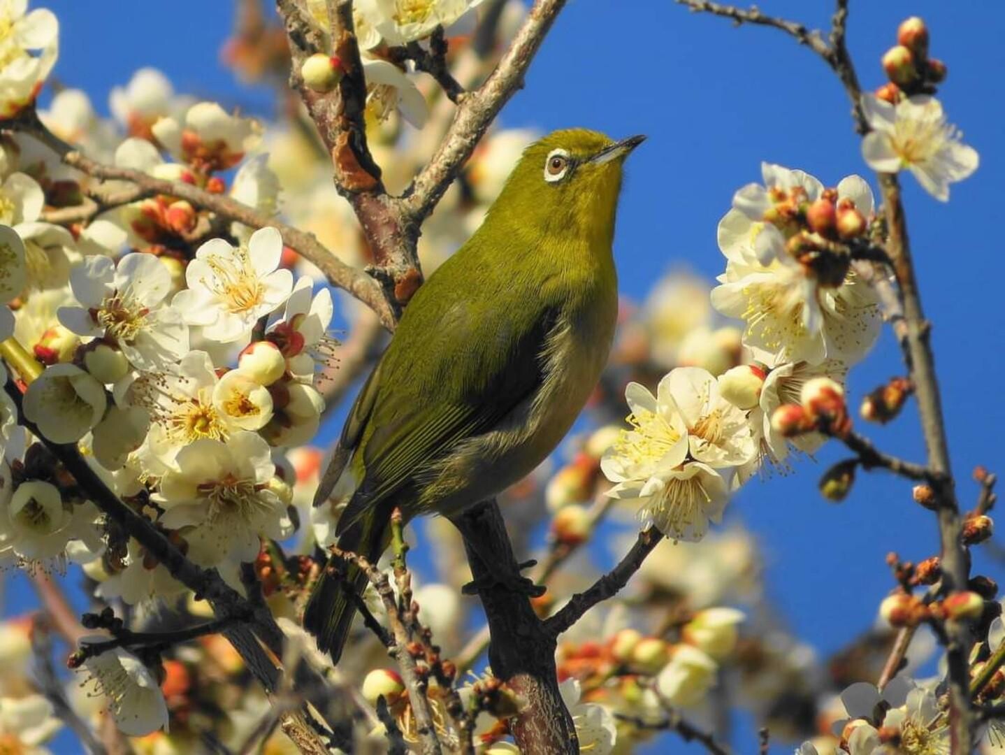 「梅にメジロ」＝ 梅次郎 本格的な ♪春... / 月見のサンタさんのモーメント | YAMAP / ヤマップ