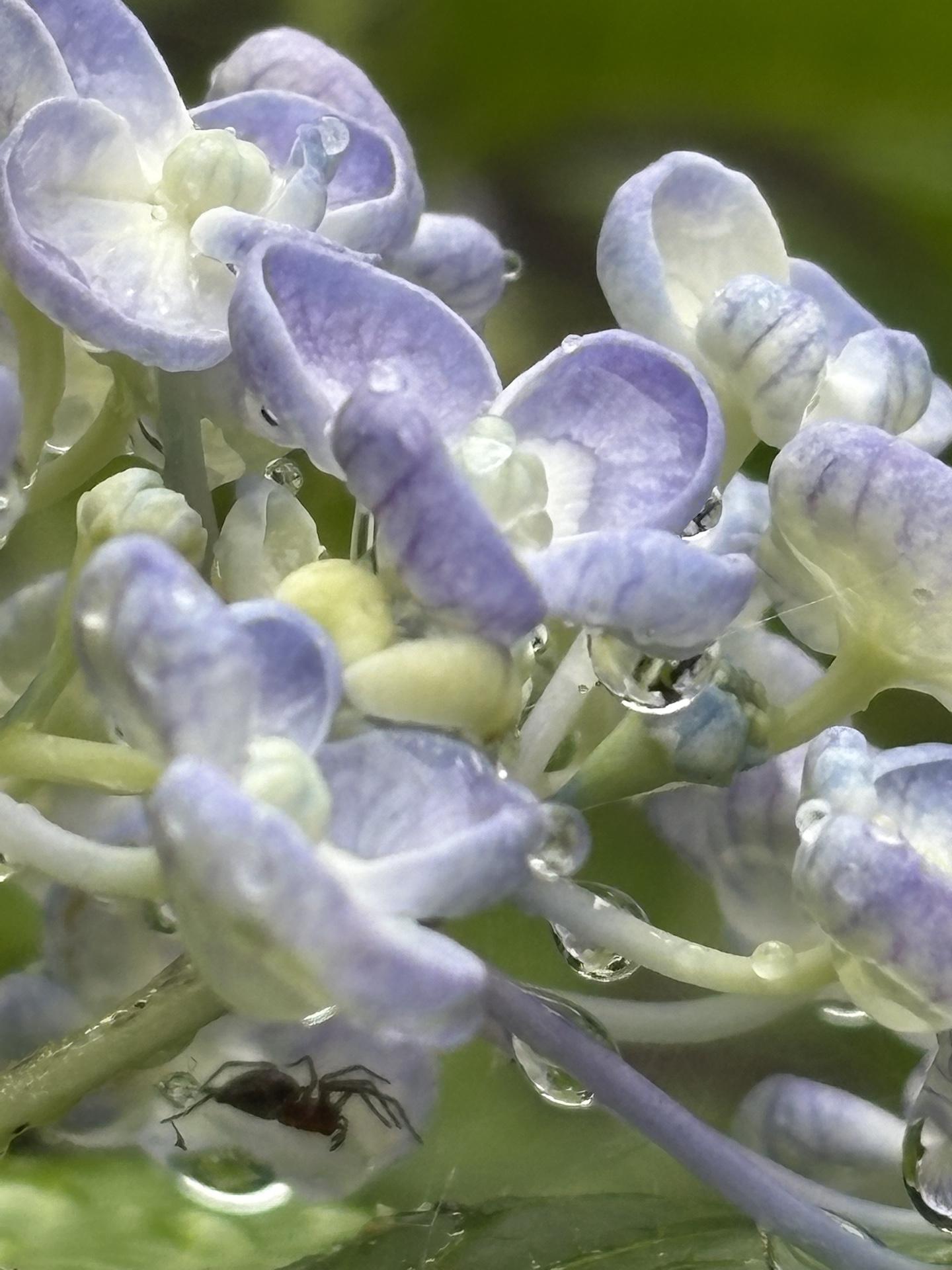 午前中雷⚡️！バケツ🪣をひっくり返したような雨☔️🙀 天筒山 / miniさんの天筒山・中池見湿地の活動データ | YAMAP / ヤマップ