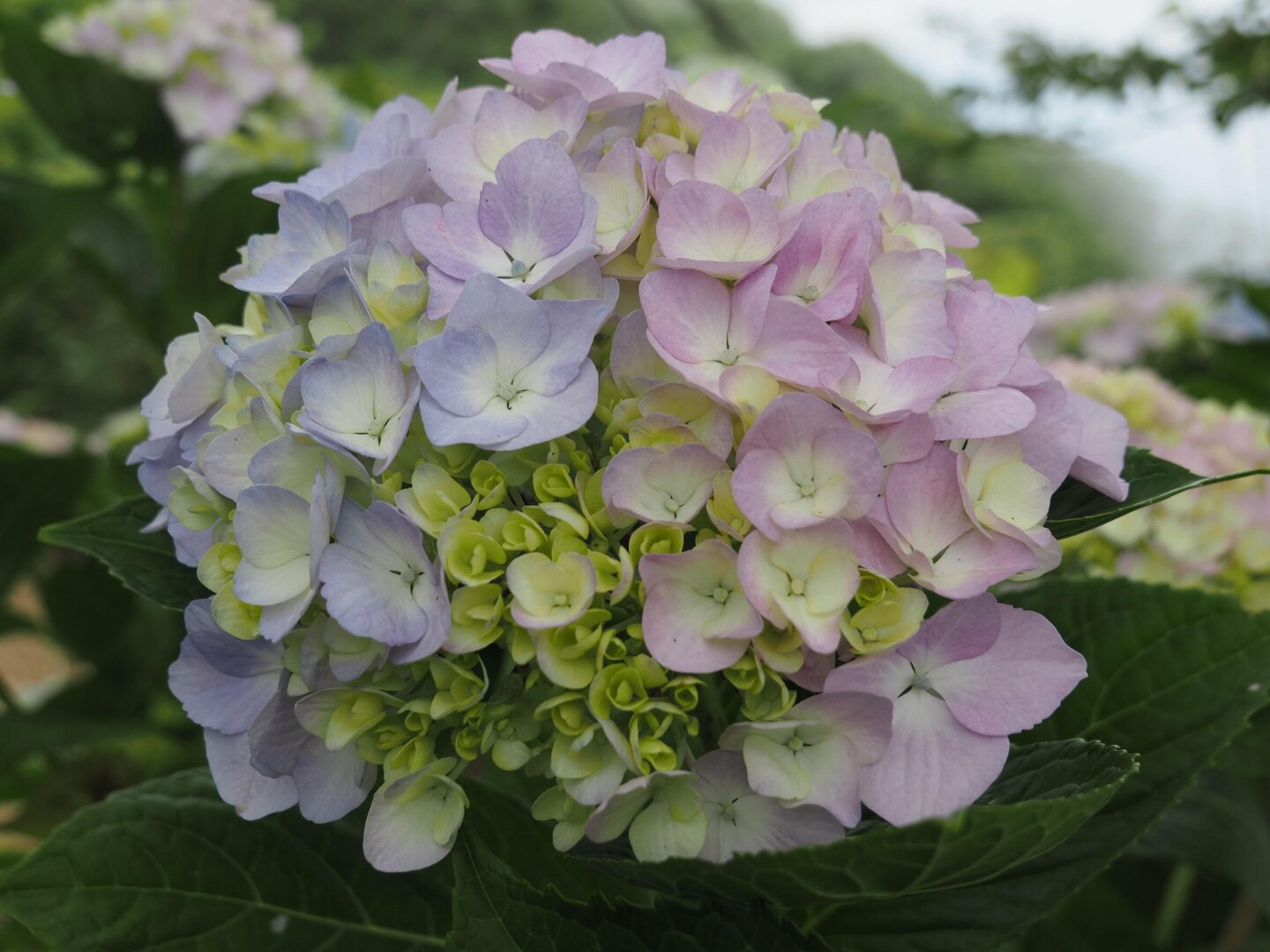 紫雲出山 / h3さんの荘内半島（三崎半島）・粟島の活動データ | YAMAP / ヤマップ
