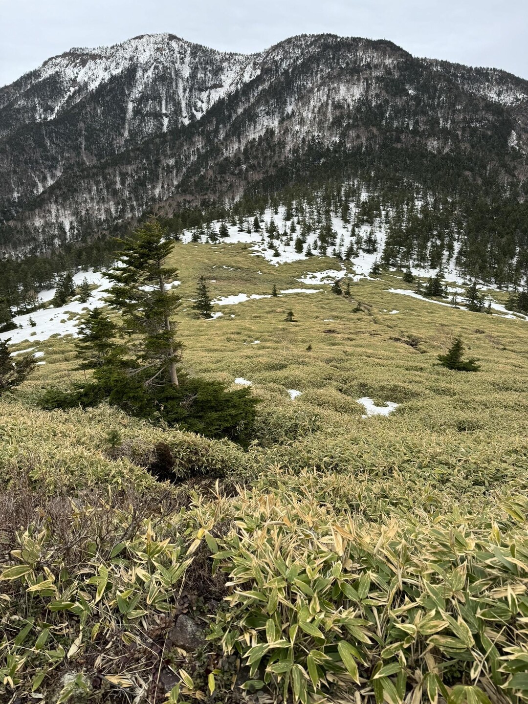 菅平牧場駐車場〜四阿山〜根子岳 周回 / すずこさんの四阿山・根子岳の活動データ | YAMAP / ヤマップ