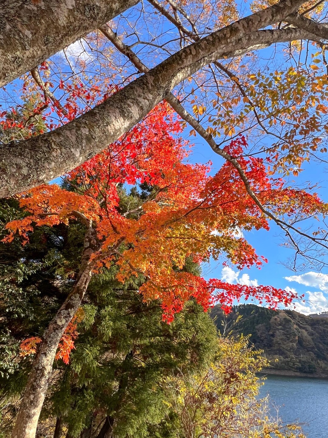 丹沢湖、紅葉シーズン後半、午後の日差しの... / kazuさんのモーメント | YAMAP / ヤマップ