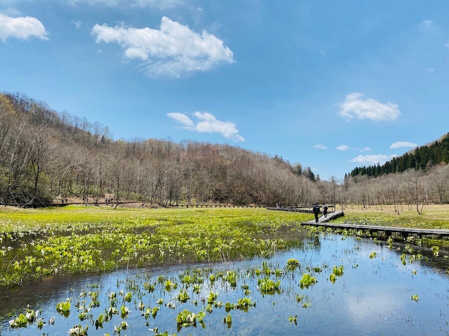 岐阜の尾瀬 池ヶ原湿原 40万株のミズバショウが咲き誇る | YAMAP / ヤマップ