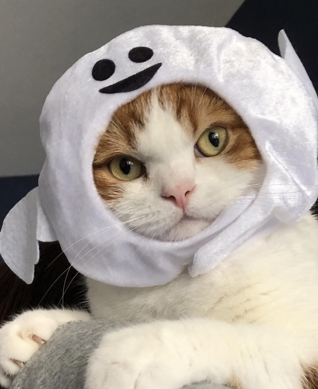 ハッピーハロウィン(笑)w / N-CMPさんのモーメント | YAMAP / ヤマップ