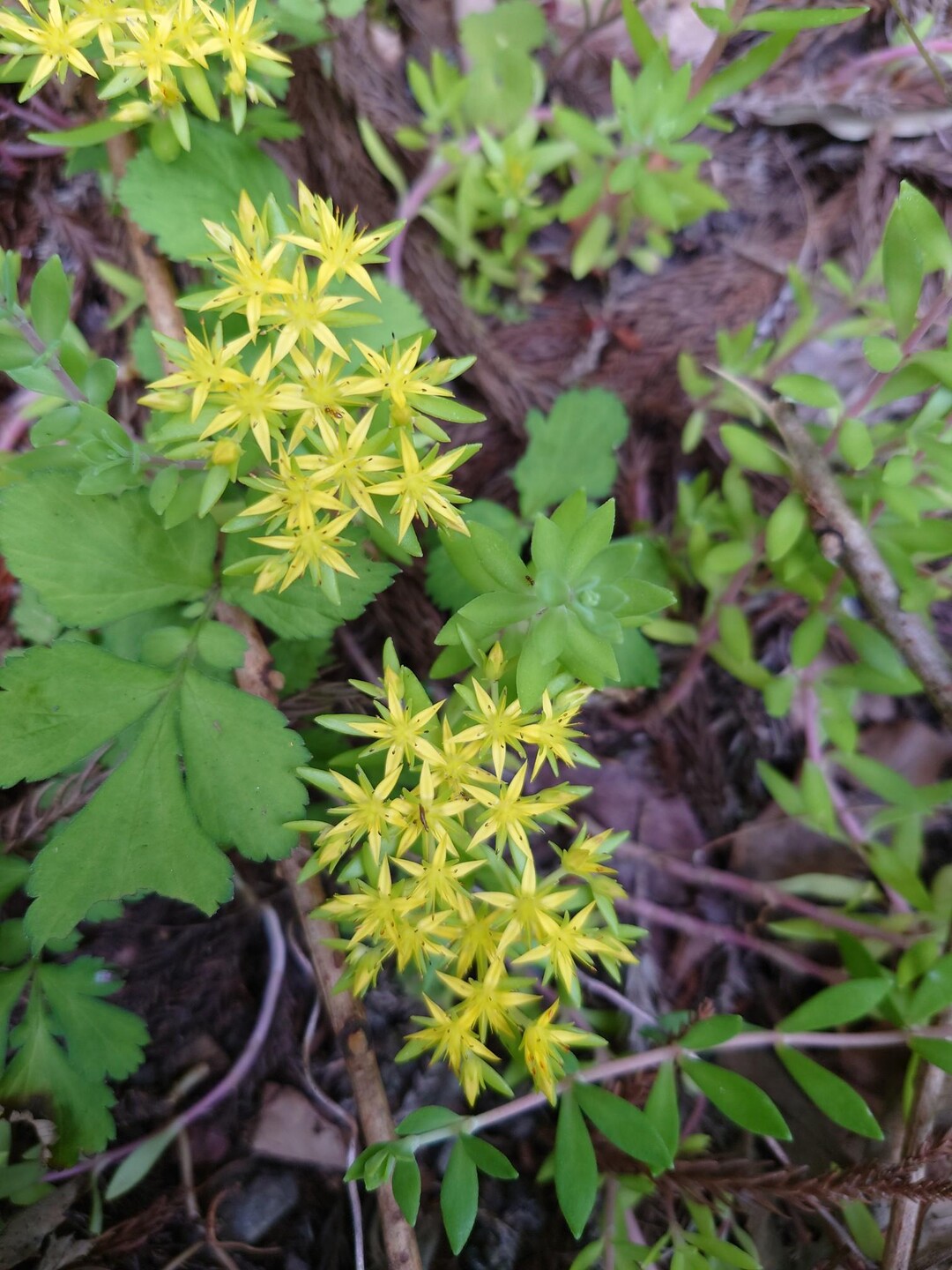武甲山・伊豆ヶ岳・小持山-2024-05-30 / kimi tamaさんの武甲山・伊豆ヶ岳・小持山の活動データ | YAMAP / ヤマップ