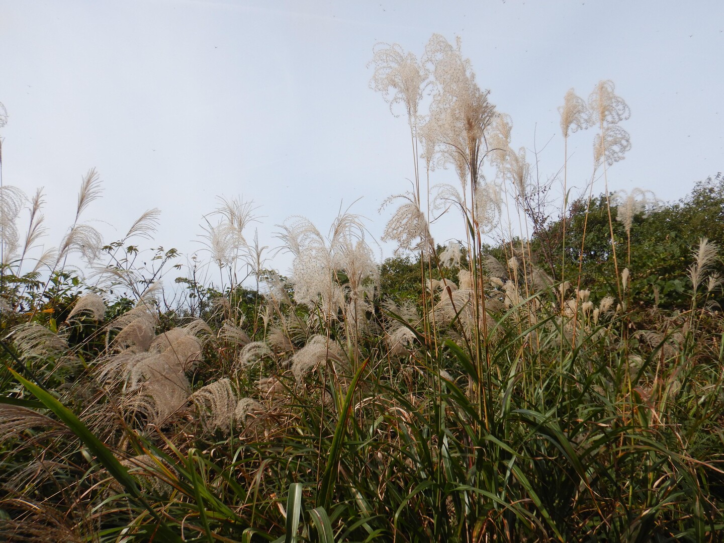 国上山 / yuさんの弥彦山・多宝山・雨乞山の活動日記 | YAMAP / ヤマップ