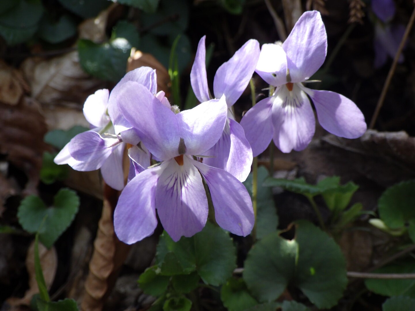 すみれが美しい関山 / Koikoiさんの関山の活動データ | YAMAP / ヤマップ