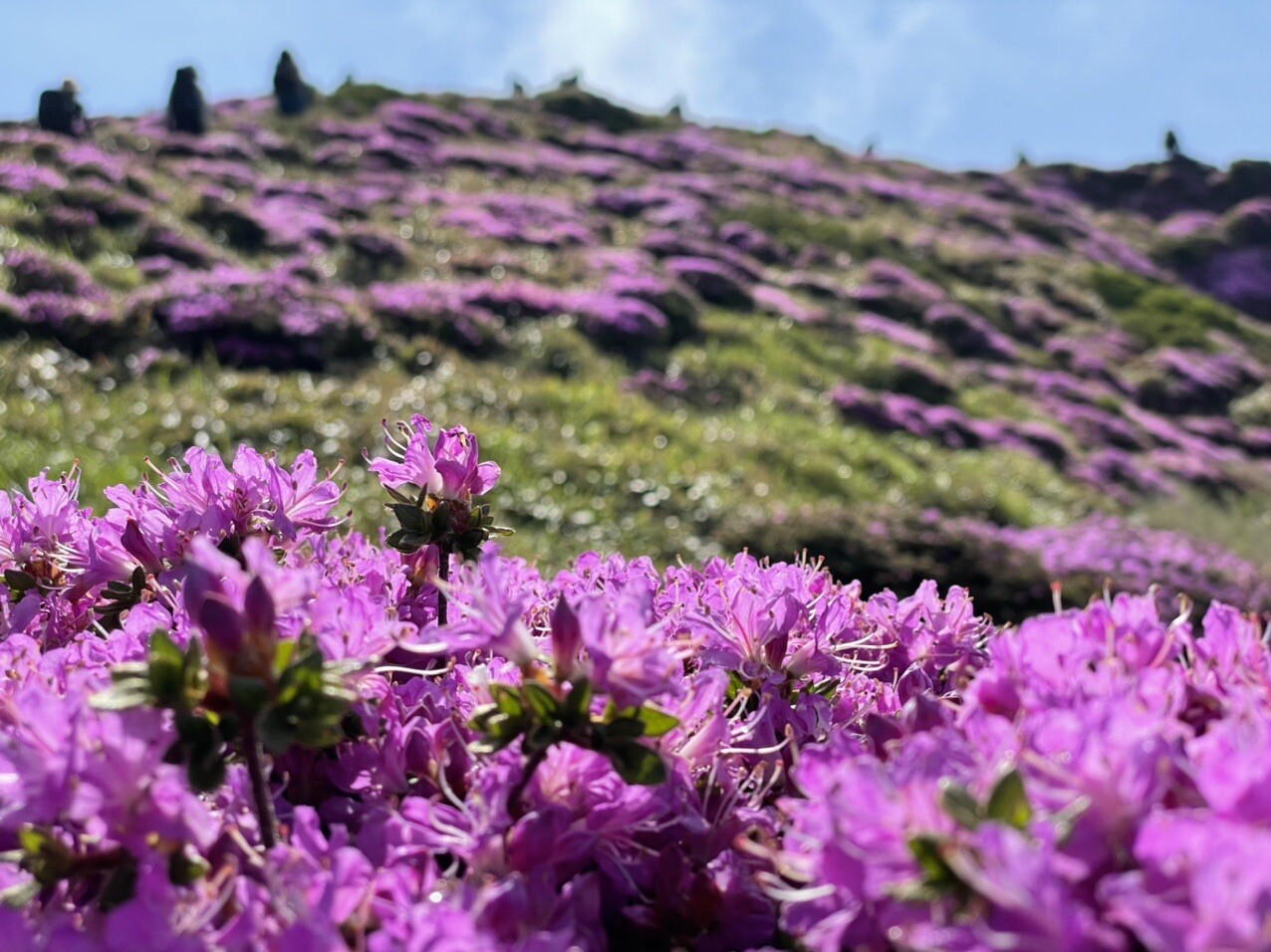 星生山 ミヤマキリシマ / UTANさんの九重山（久住山）・大船山・星生山の活動データ | YAMAP / ヤマップ