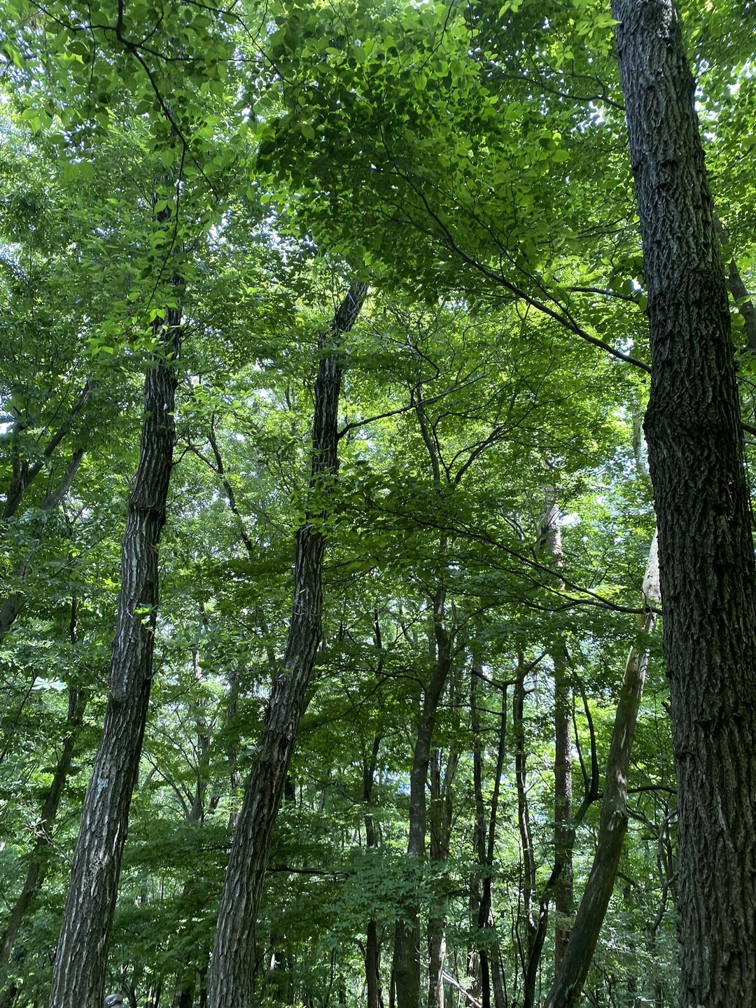 下市山 / Shigexさんの下市山の活動データ | YAMAP / ヤマップ