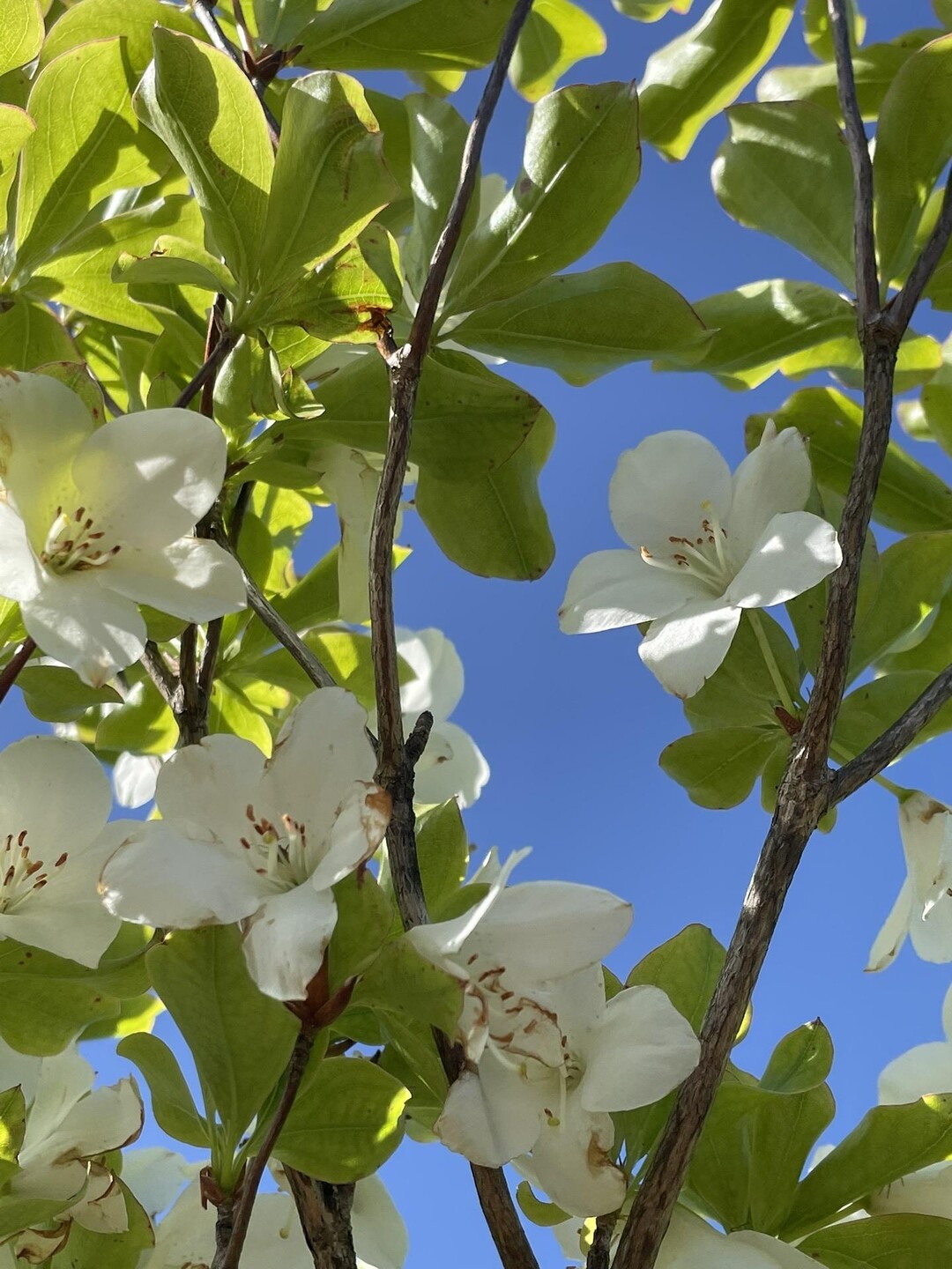 三峰山 / wa_koさんの三峰山・学能堂山・栗ノ木岳の活動データ | YAMAP / ヤマップ