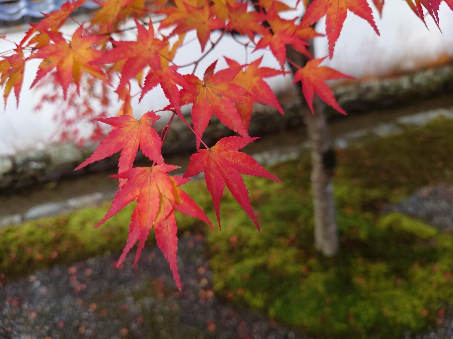 雨上がりの鹿野へ 漢陽寺と二所山田神社で... / Bobにゃんさんのモーメント | YAMAP / ヤマップ