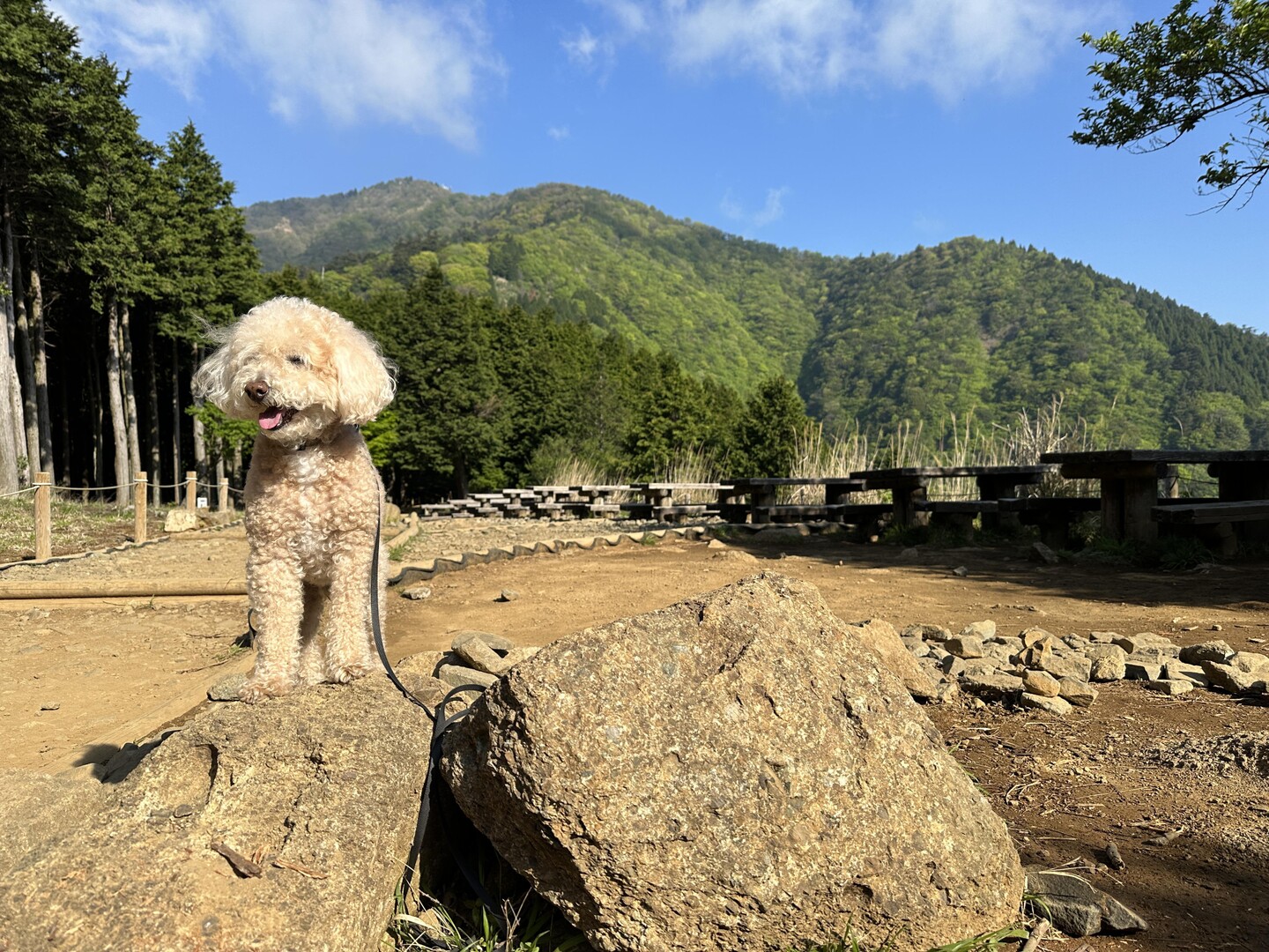 2023 G.W. 相棒と大山 / al56さんの大山の活動データ | YAMAP / ヤマップ