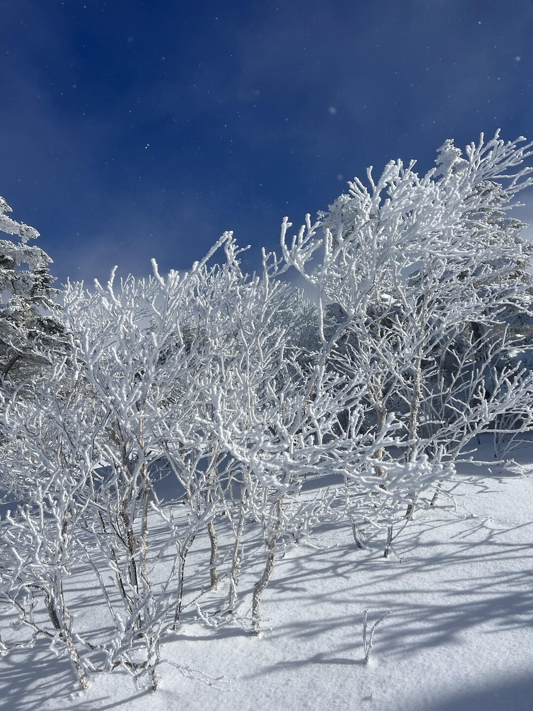 四阿山 / Mr.Pさんの四阿山・根子岳の活動日記 | YAMAP / ヤマップ