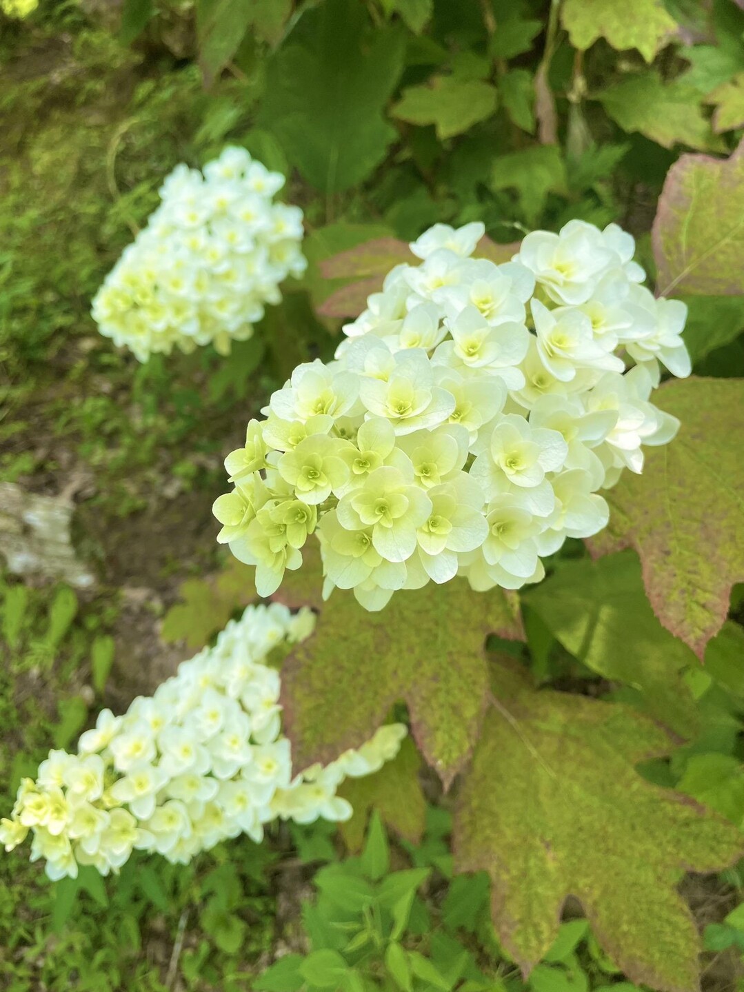 高木山・富士山 / SKさんのみのかも健康の森の活動データ | YAMAP / ヤマップ