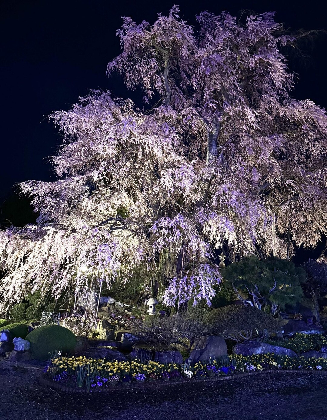 近くの夜桜、見てきました🌸 / cobalt さんのモーメント | YAMAP / ヤマップ