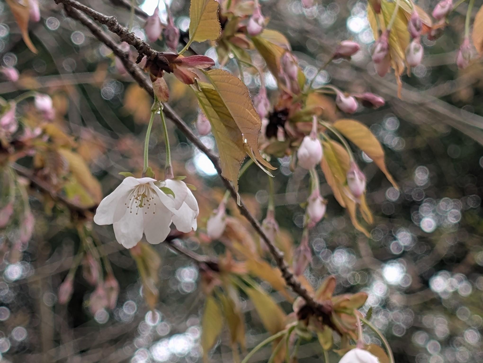 名栗湖手前の楢抜山・三本松・峯山・加久良山 / gakさんの棒ノ折山（棒ノ嶺）の活動データ | YAMAP / ヤマップ