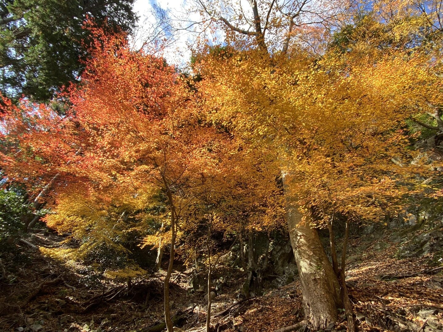 愛宕山へ紅葉散歩🍁2️⃣ / かずさんの愛宕山・三頭山・朝日峯の活動データ | YAMAP / ヤマップ