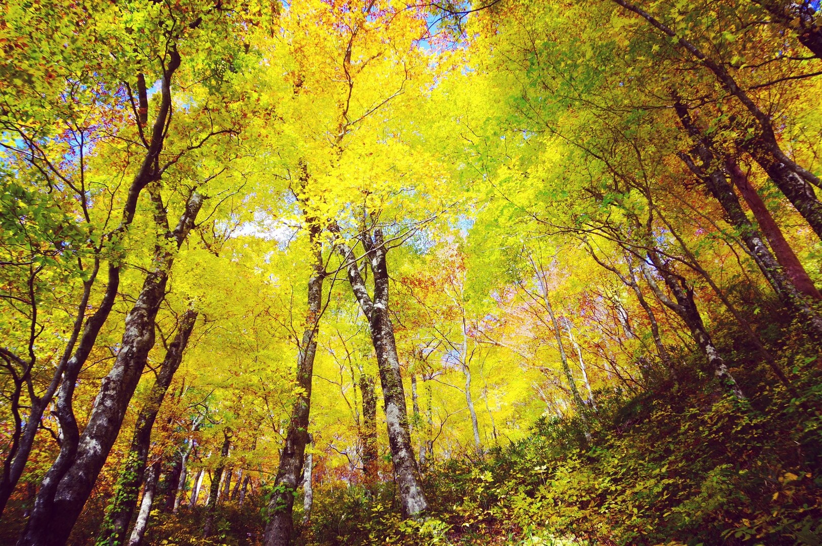 黄金のブナ原生林 白神山地縦走 世界遺産 / シンタロウさんの白神岳・蟶山・大峰岳の活動データ | YAMAP / ヤマップ